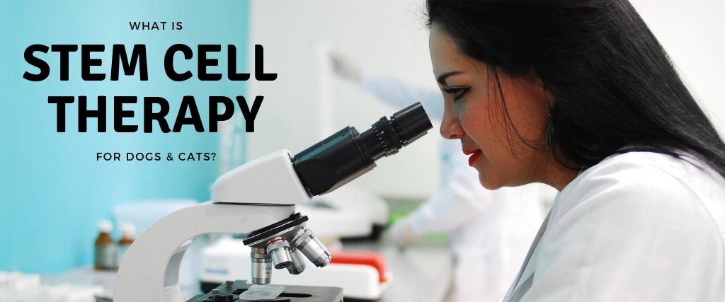 What is Stem Cell Therapy for Dogs and Cats?